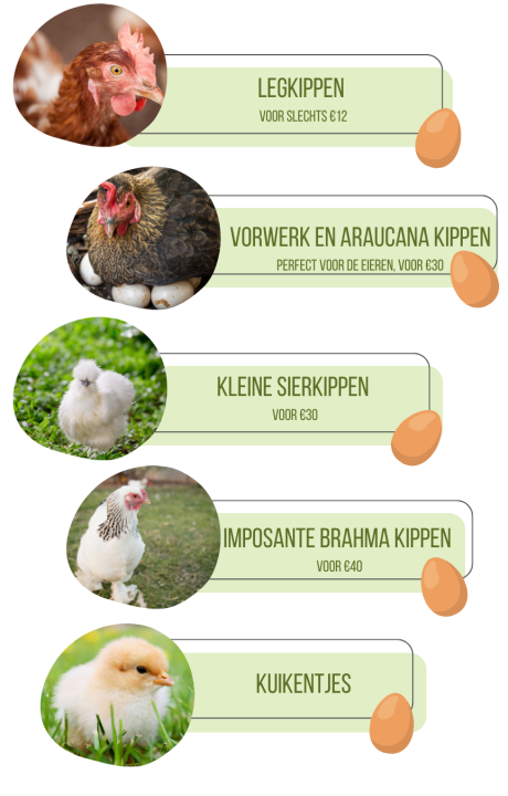 Kippendagen 9 en 10 maart | Bloemenland