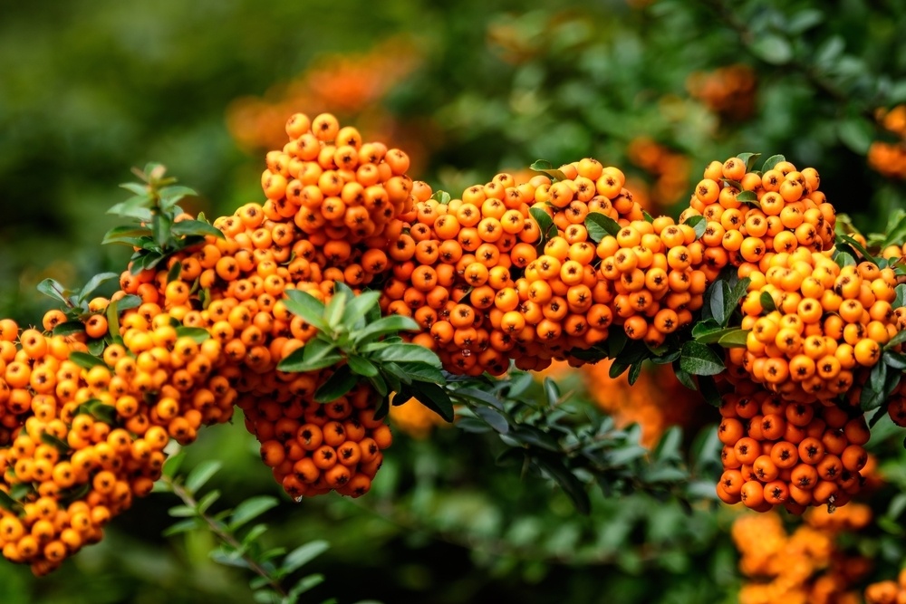 Beeldige bessenstruiken in de herfst - Tuincentrum Bloemenland Laakdal ...