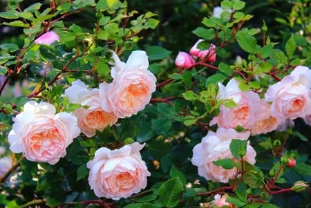 Rozen kiezen, snoeien en verzorgen - Tuincentrum Bloemenland Laakdal ...